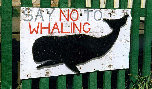 Where was Mr Hunt when 300 whales were slaughtered? | Annerley Labor